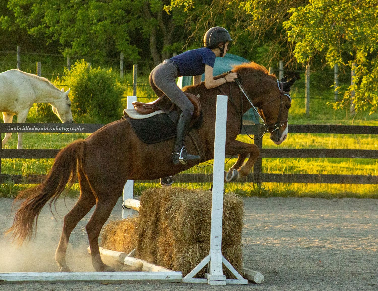lessons - Unbridled Equine Photography