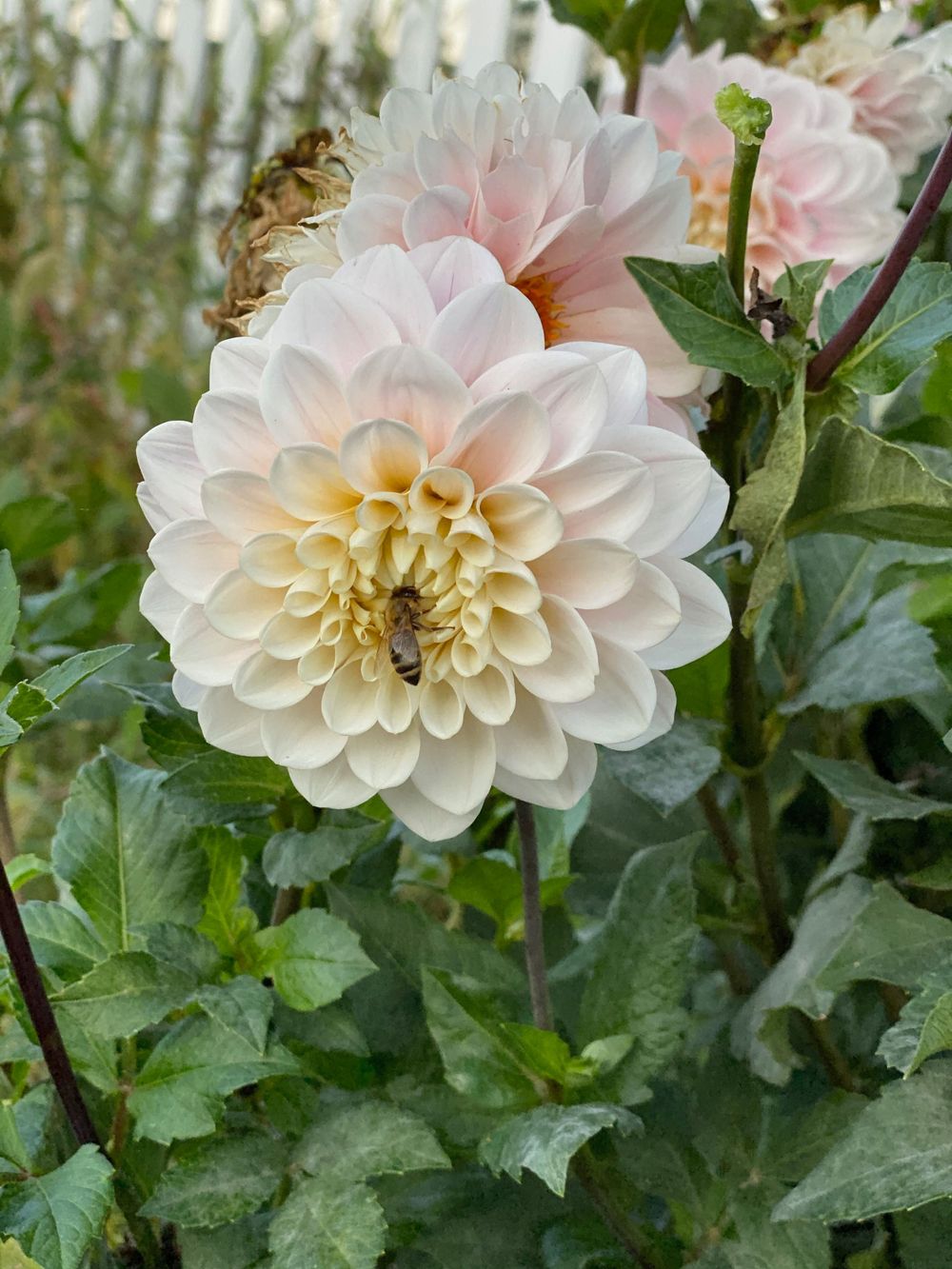 Dahlias - Ruby Moon