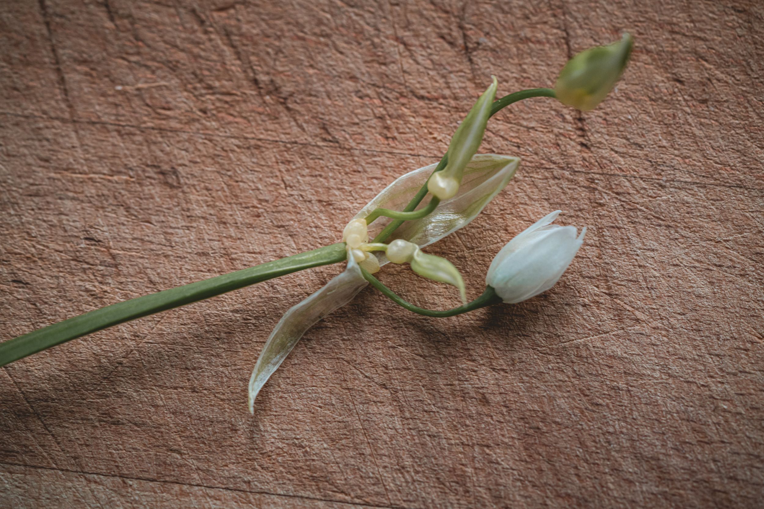 Wild Leek - The Grizzly Forager: The Definitive Guide to Foraging with Kids