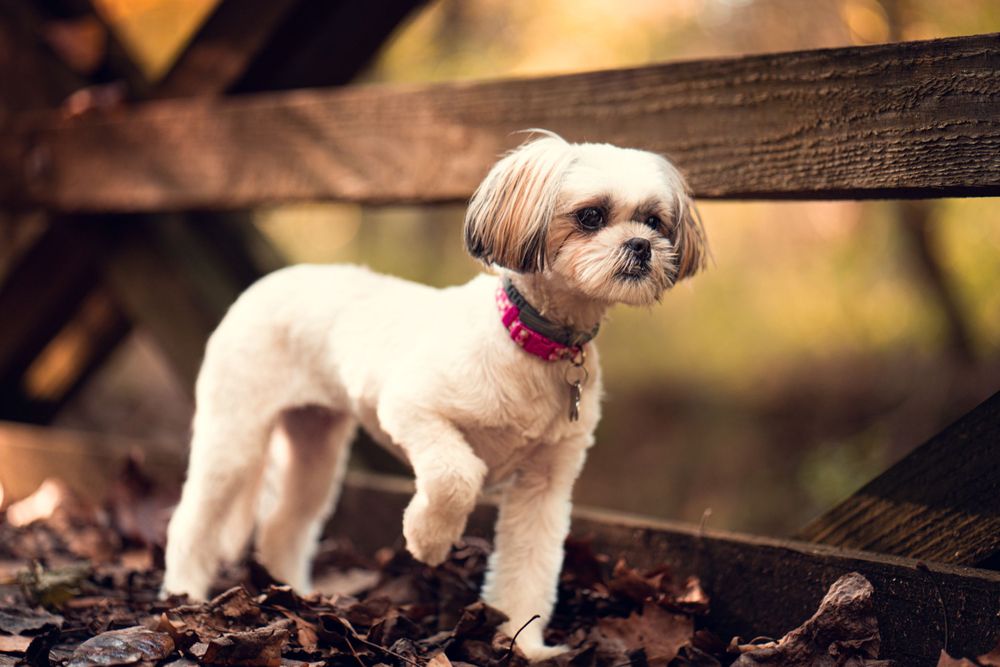 Misc Photos - Daniel Poore