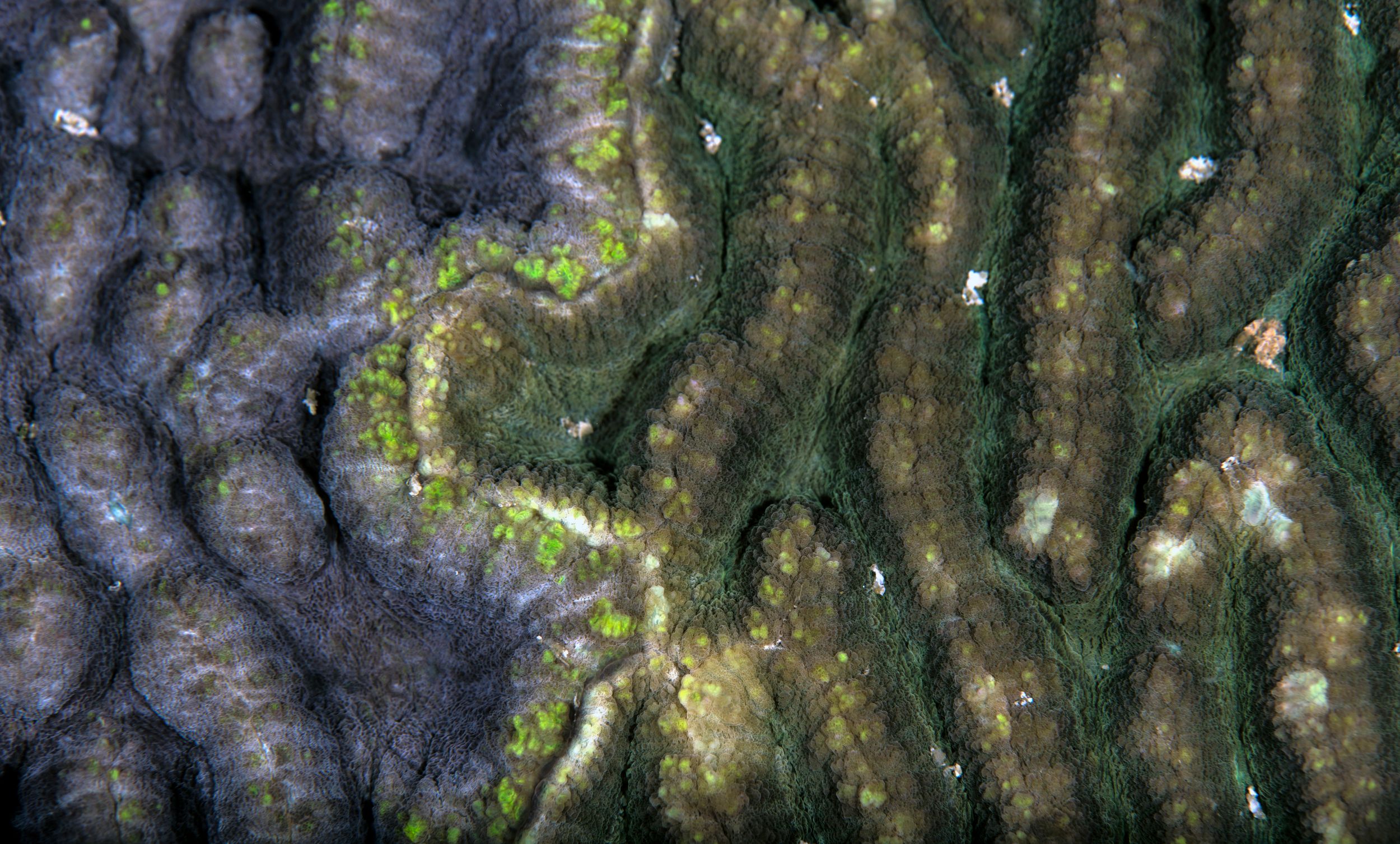 Zach Ransom Photography