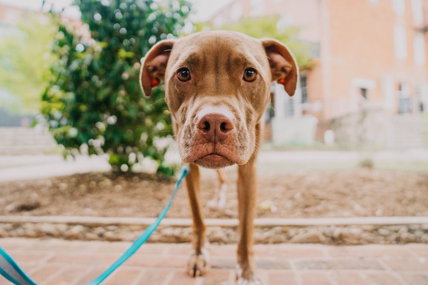 Meet Cora - For the Love of the Pups