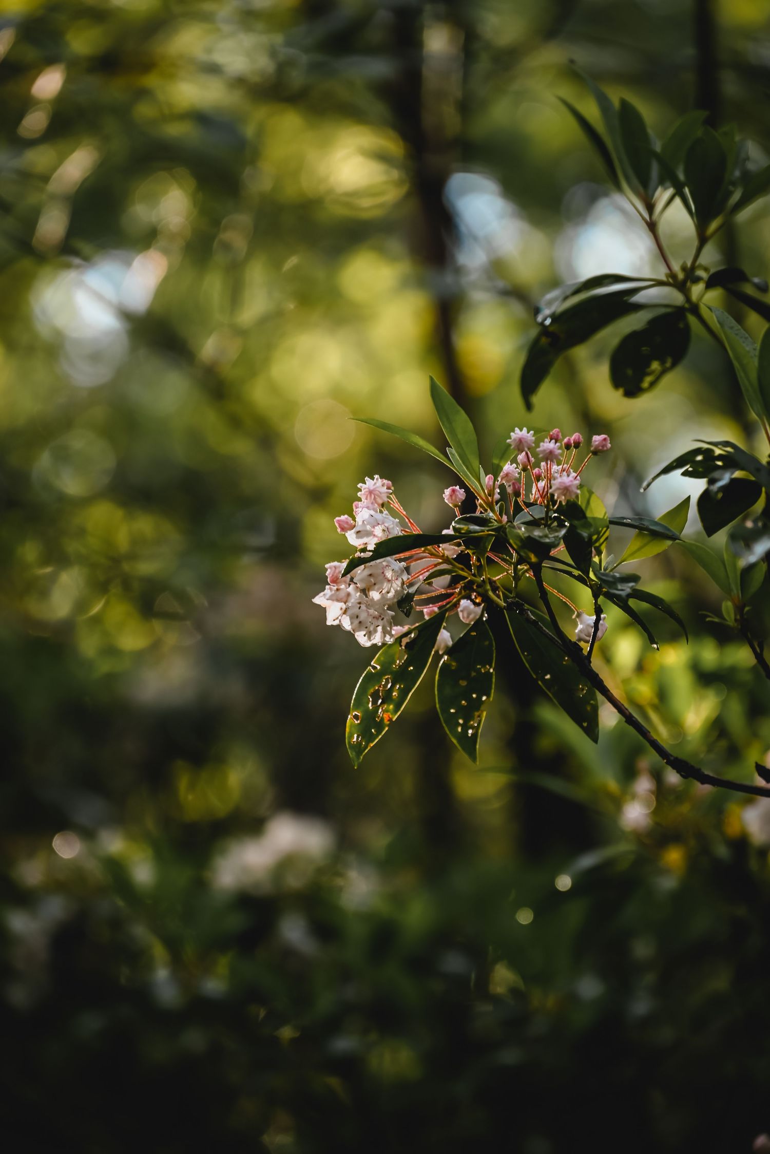 Nature and Garden - Laura Honaker Photography