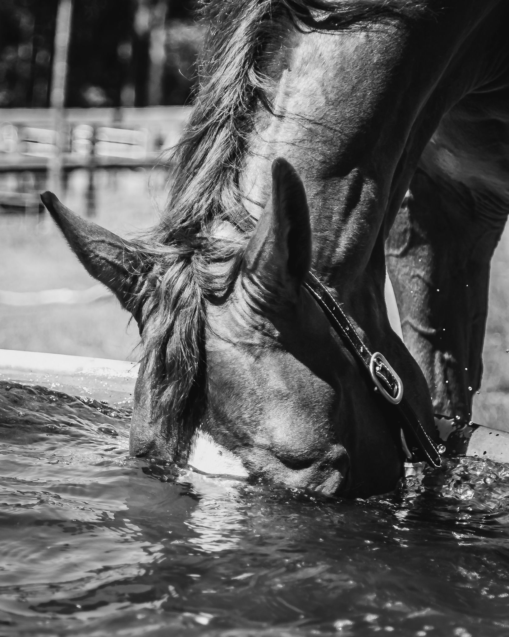 Simon Scully Photography