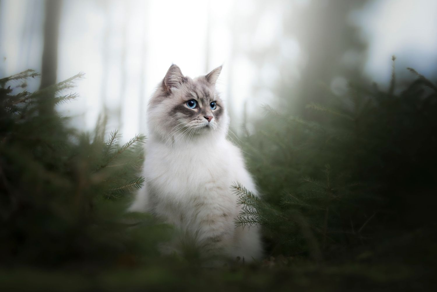 Portfolio Chats - Focus Animal - photographe animalier au Luxembourg