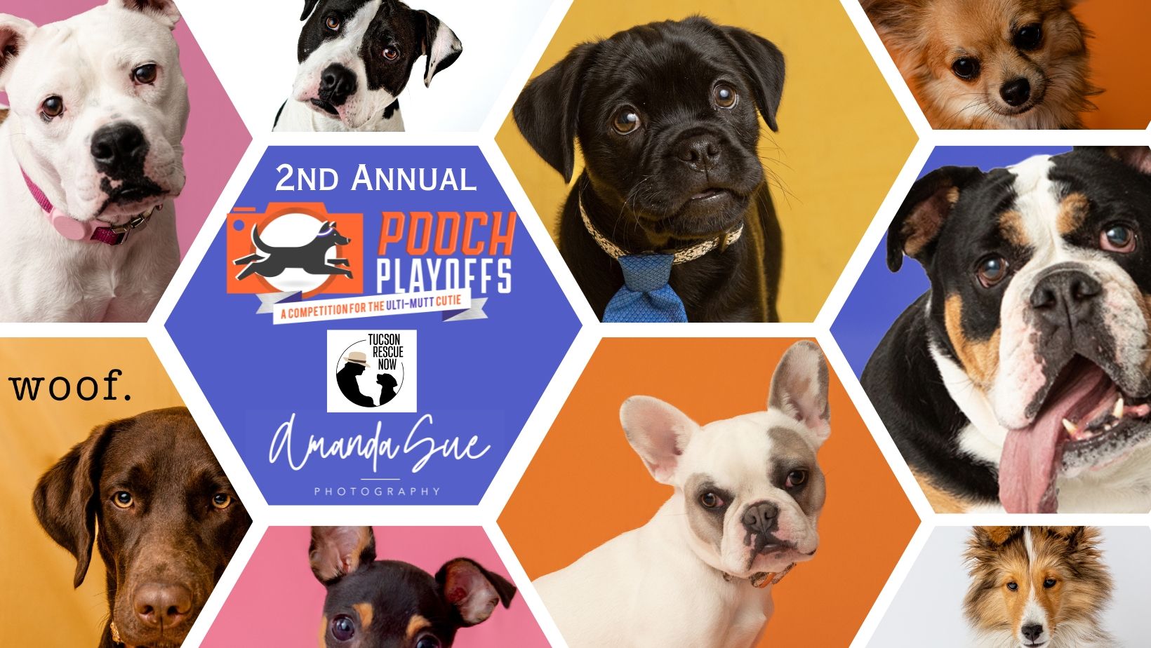 Pooch Playoffs Tucson - Amanda Sue Photography