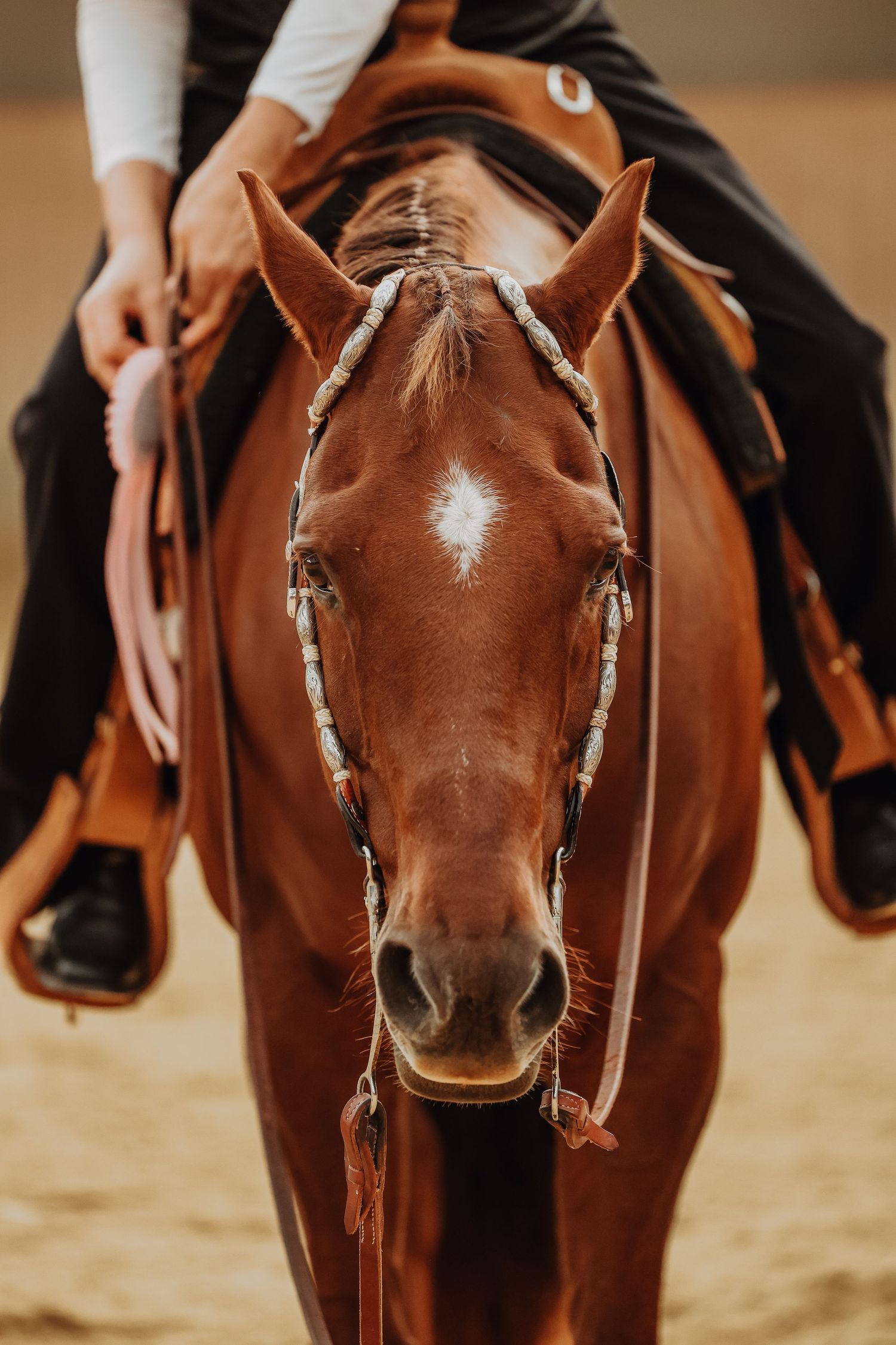 Dive with me into the western riding world - Anna Archinger Photography