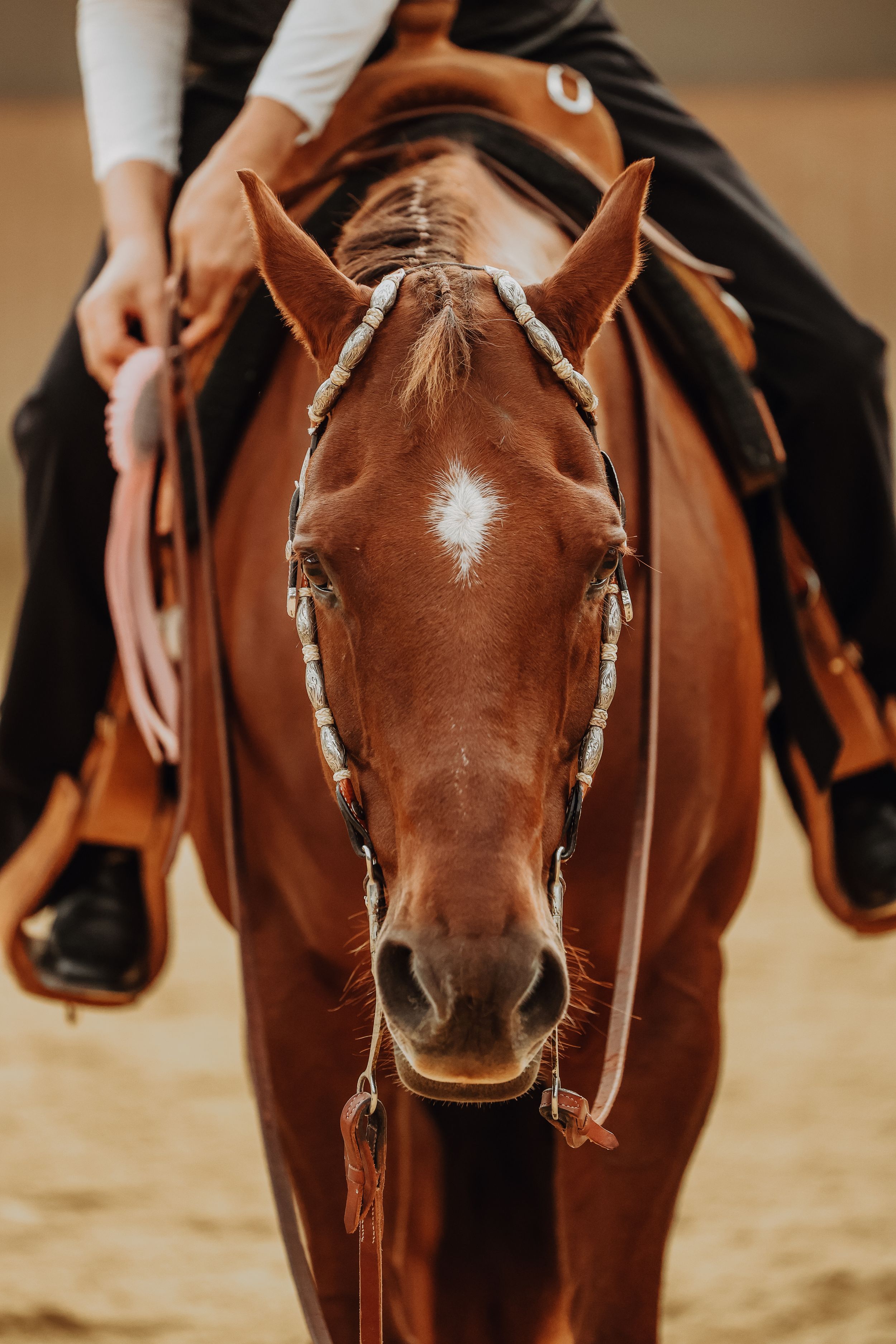 Dive with me into the western riding world - Anna Archinger | Horse ...