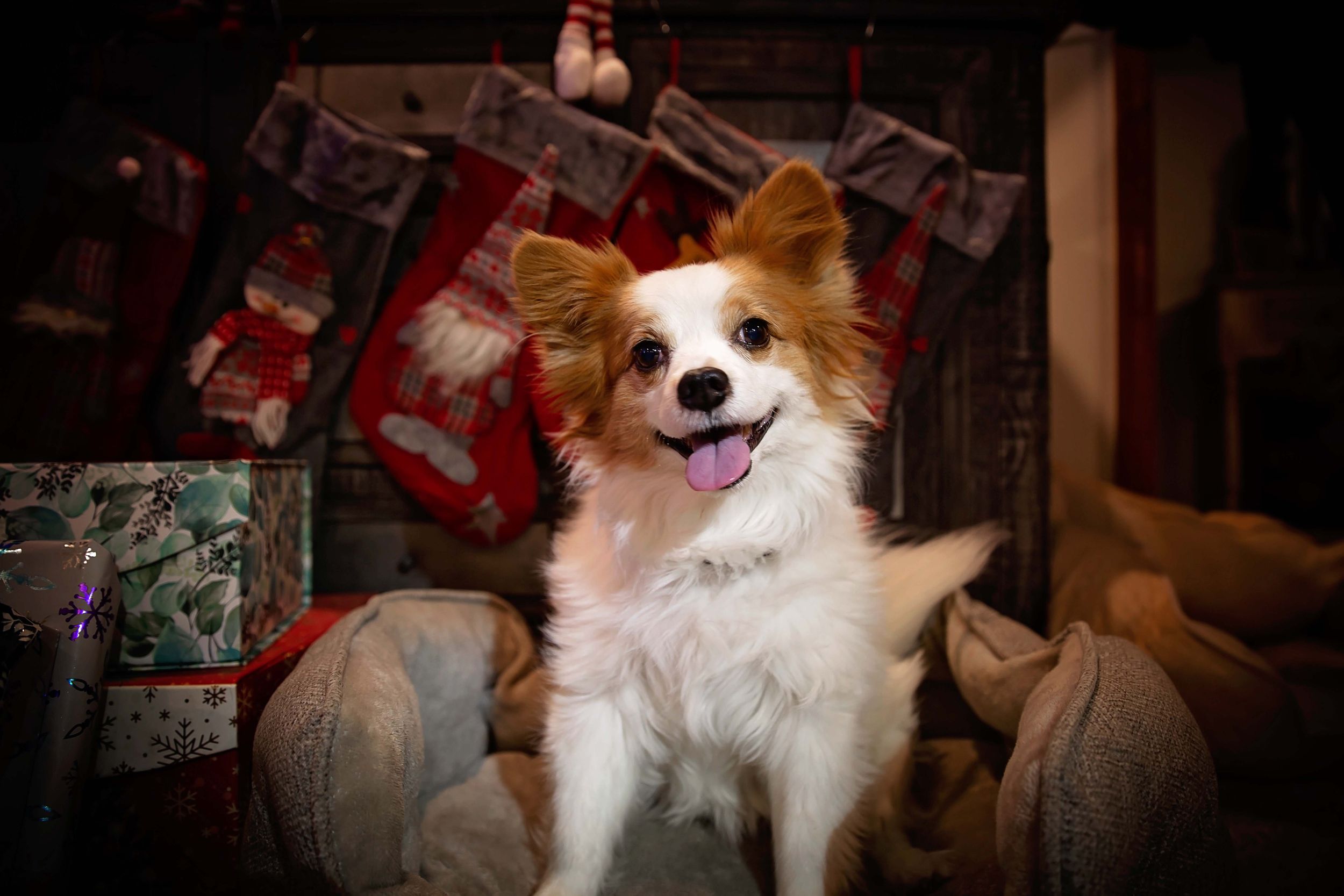 Macey, Miko, and Gemma - Lindsay M Johnson Studios