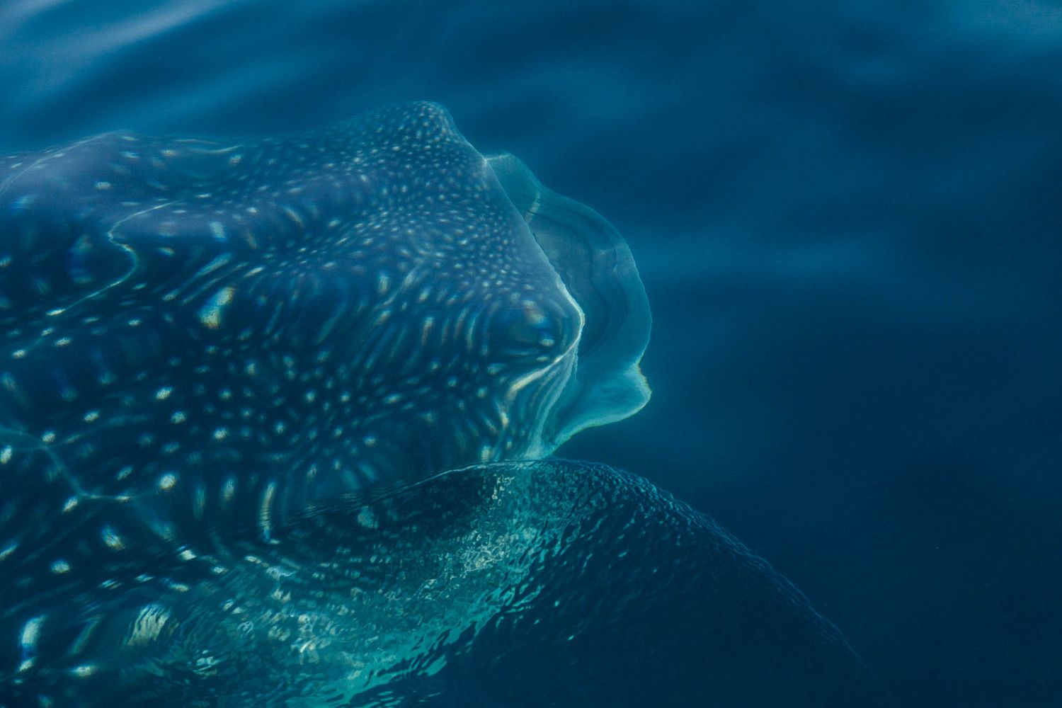 Out & About with the Whale Sharks of Qatar - Karen Dexter Photography