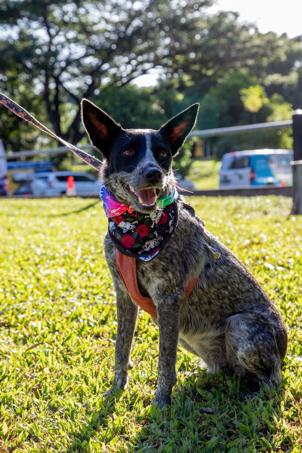 A Wag-tastic Adventure at the RSPCA - Million Paws Walk Event! - Stick ...