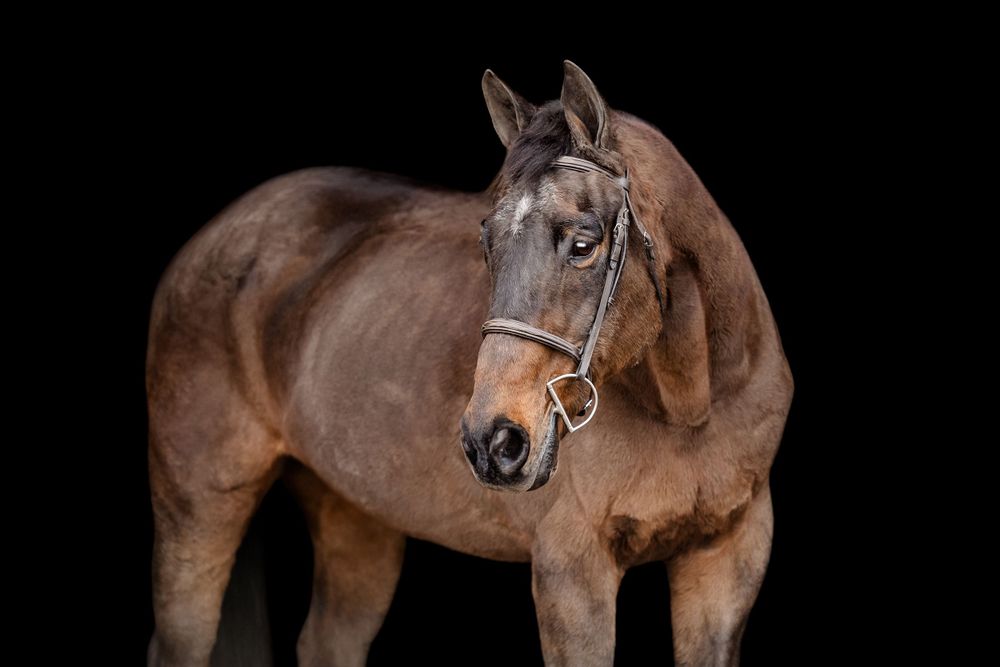 Tim | Honoring Lesson Horses | Amy Hanssen Training Center - Buffalo ...