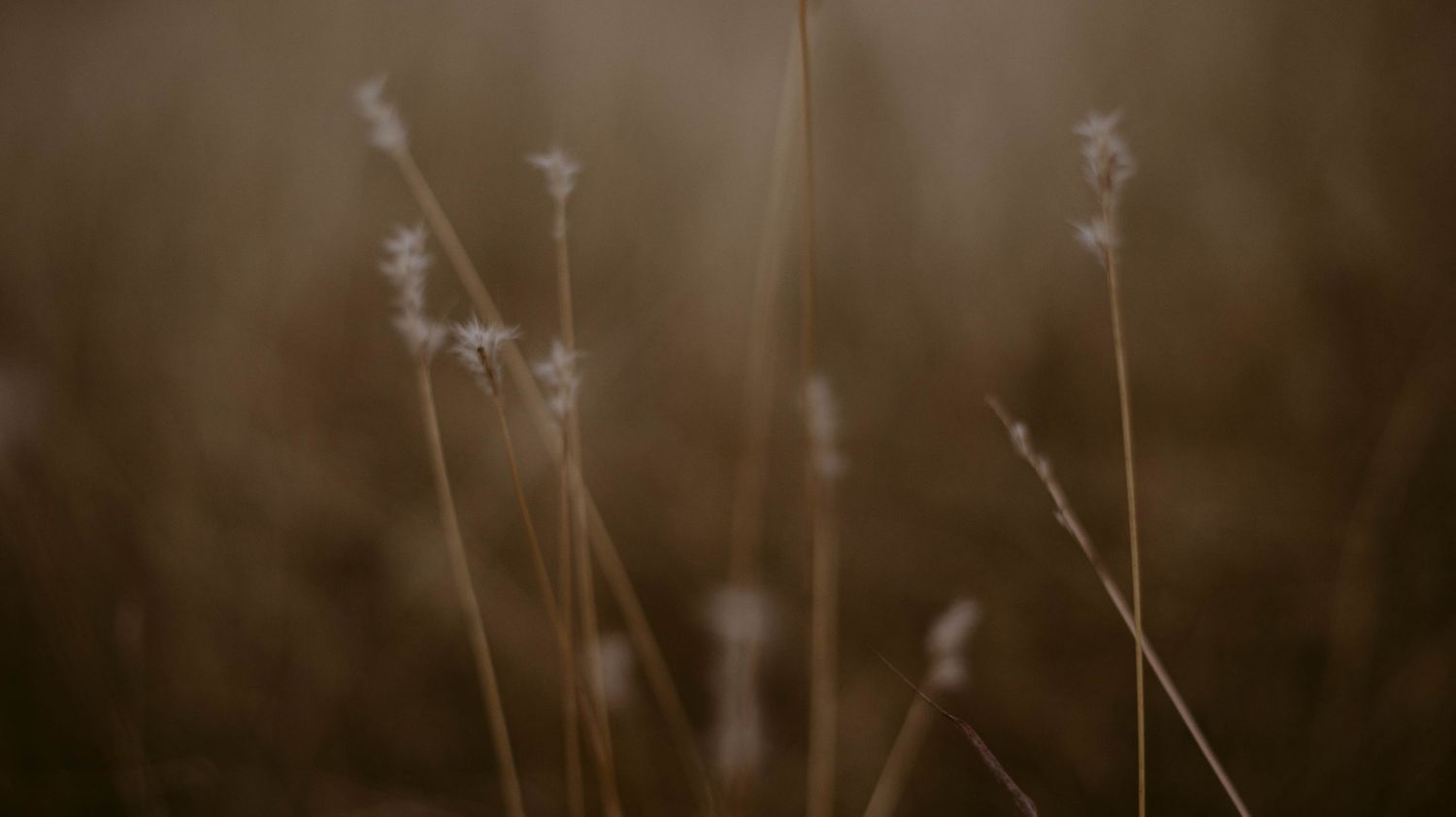 Autumn Family Session at Dusk in Seguin, Texas - Katy Montoya ...