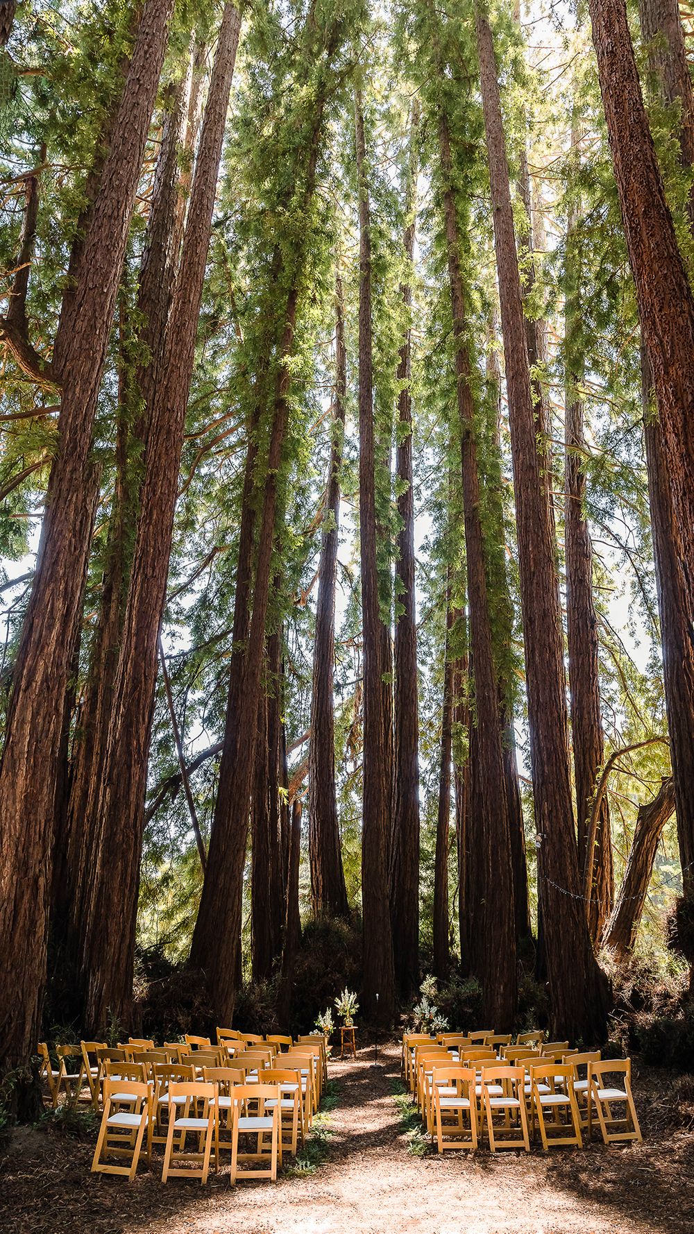 Santa Cruz Redwood Forest Wedding | Rachelle & Remy - Picturist ...
