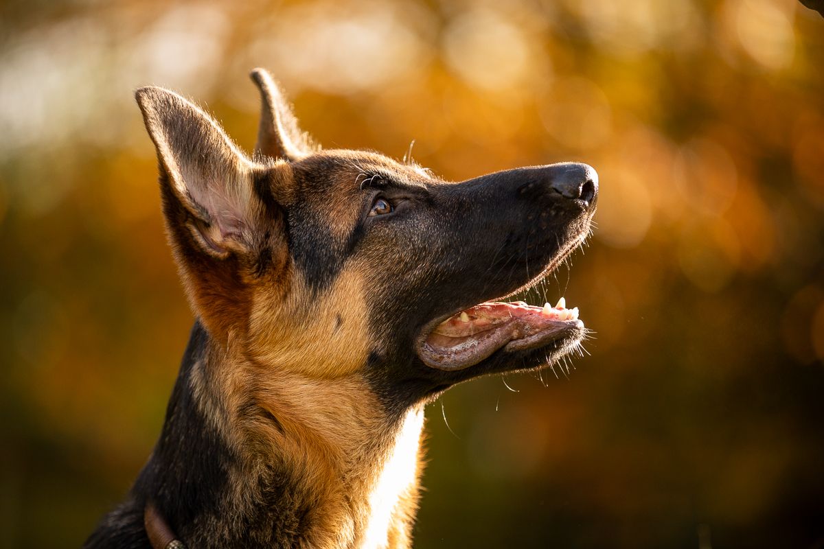 Tessa, Maverick & Luna - Imogen Moon ABIPP - Equine & Dog Photographer ...