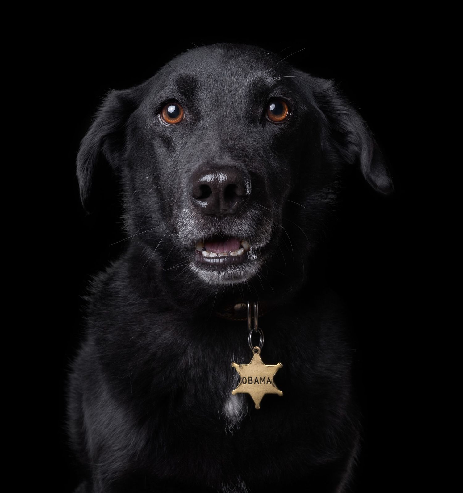 Servicios - El Wey De Los Perros