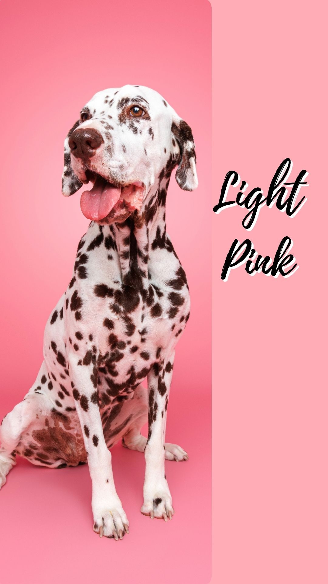 Colours - Perth dog photographer