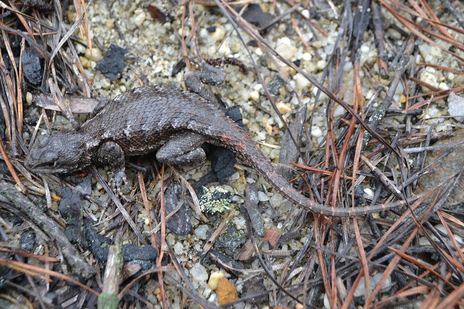 Fence Lizards - Gone Herping Photography