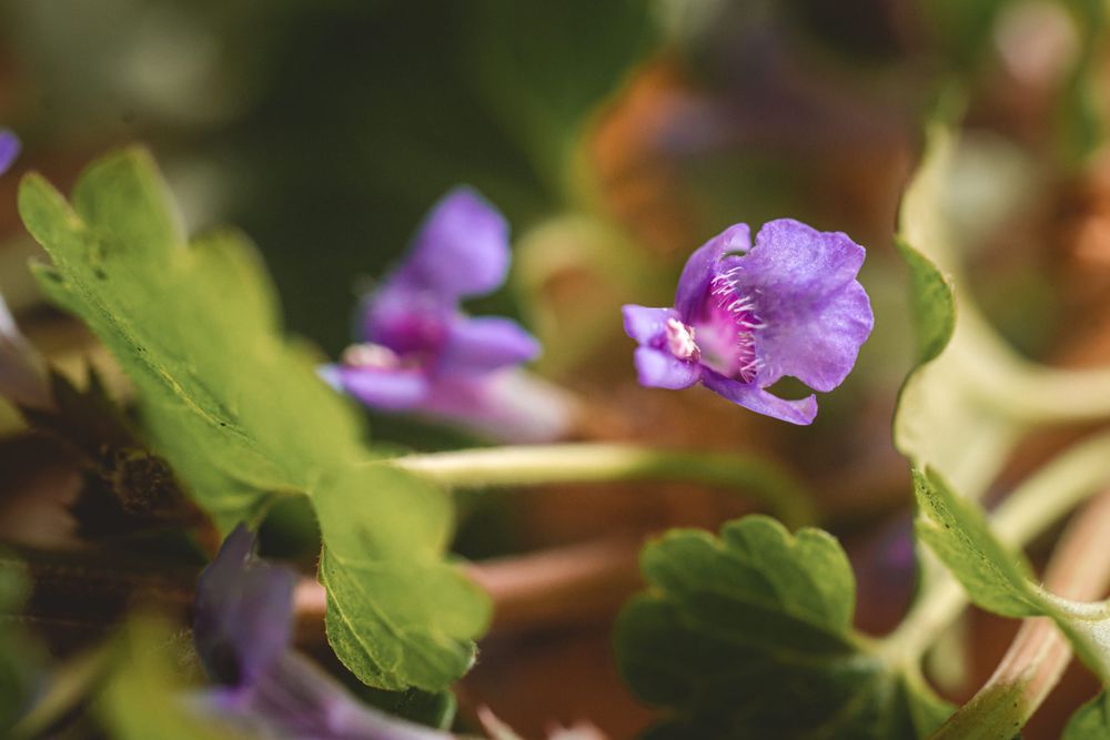 Ground Ivy - The Grizzly Forager: The Definitive Guide to Foraging with ...