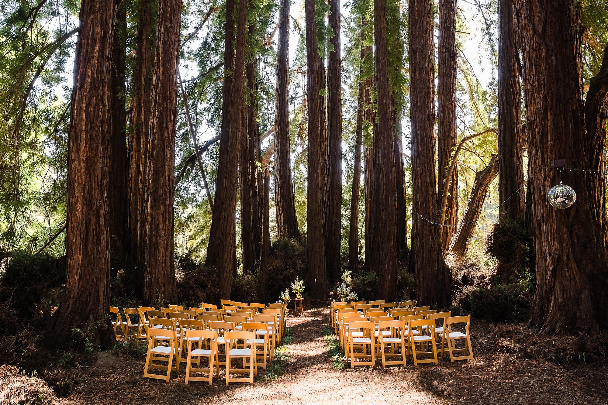 Santa Cruz Redwood Forest Wedding | Rachelle & Remy - Picturist ...