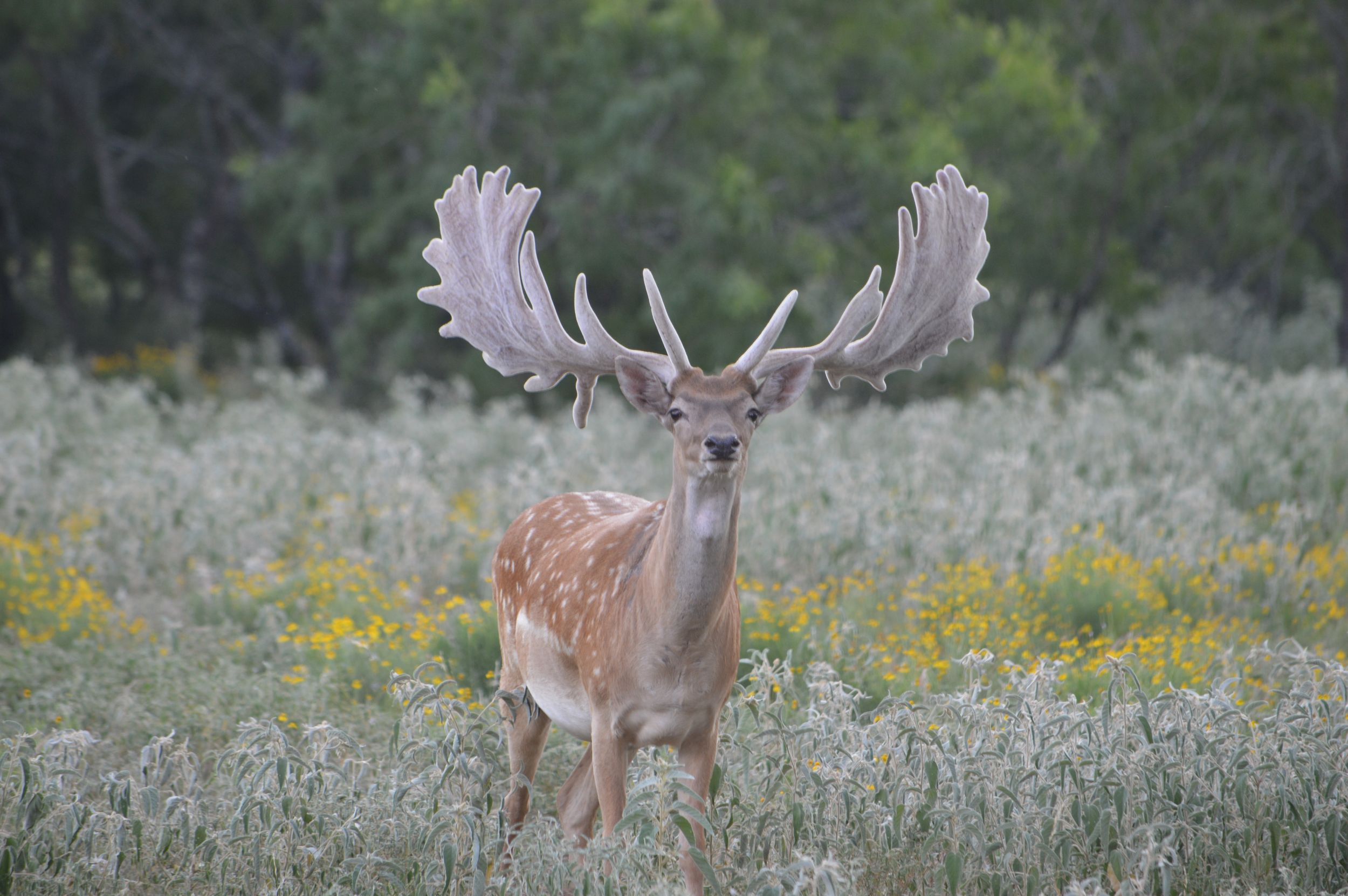 Fallow Breeders - Sola Fe Ranch