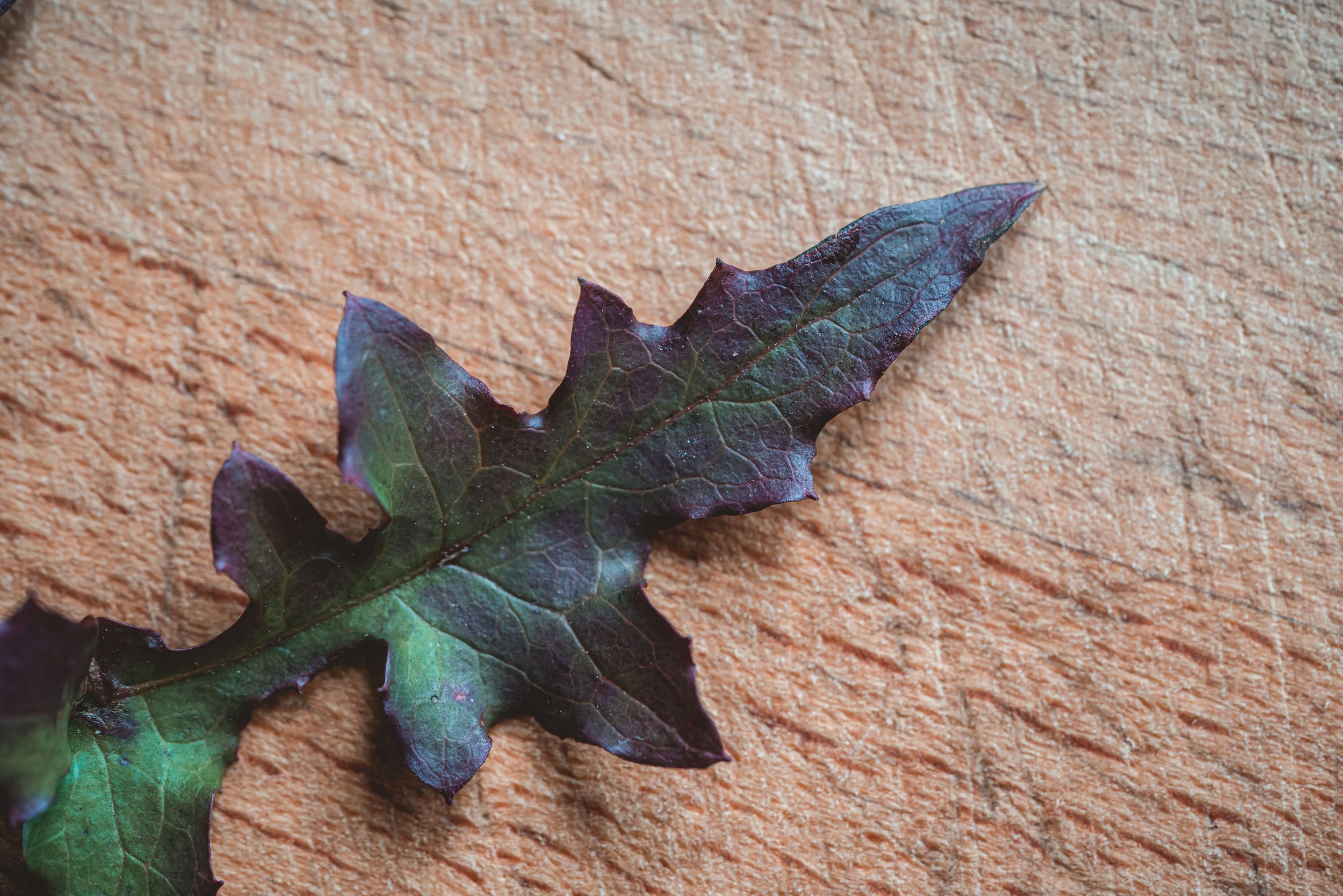 Wall Lettuce - The Grizzly Forager: The Definitive Guide to Foraging ...