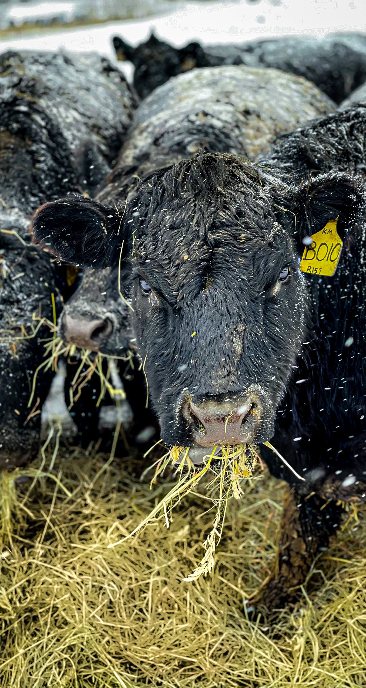 The Views - Presley Kay Photography