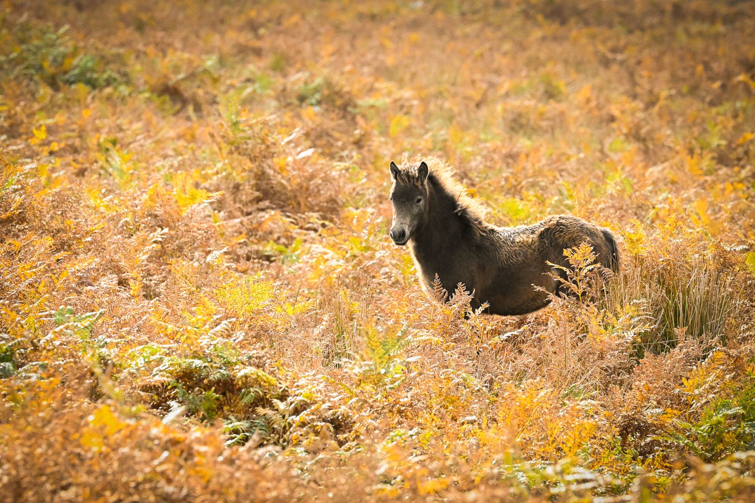 Contact - Rachael Lamb Photography