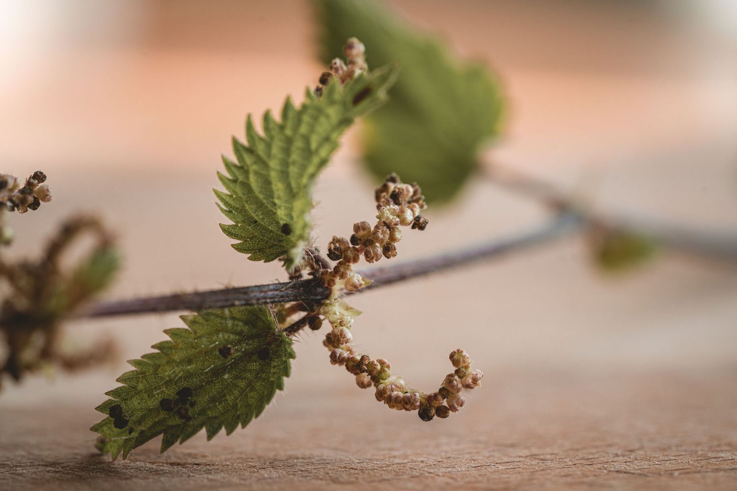 Nettle Seeds - The Grizzly Forager: The Definitive Guide to Foraging ...