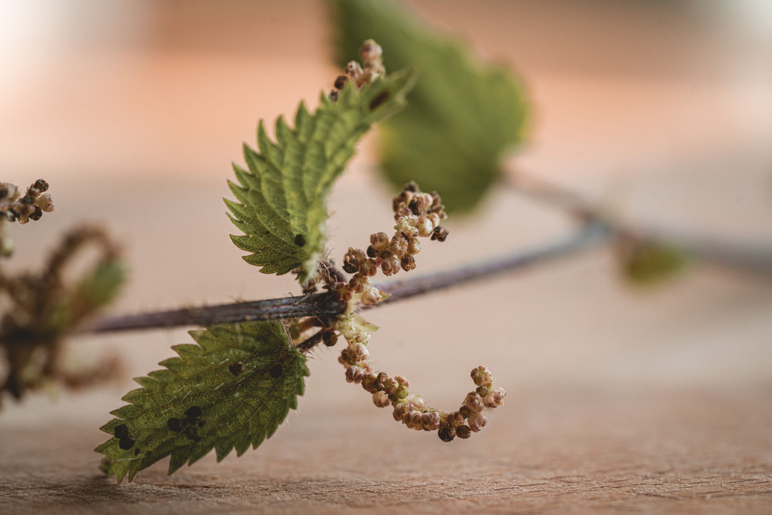 Nettle Seeds - The Grizzly Forager: The Definitive Guide to Foraging ...