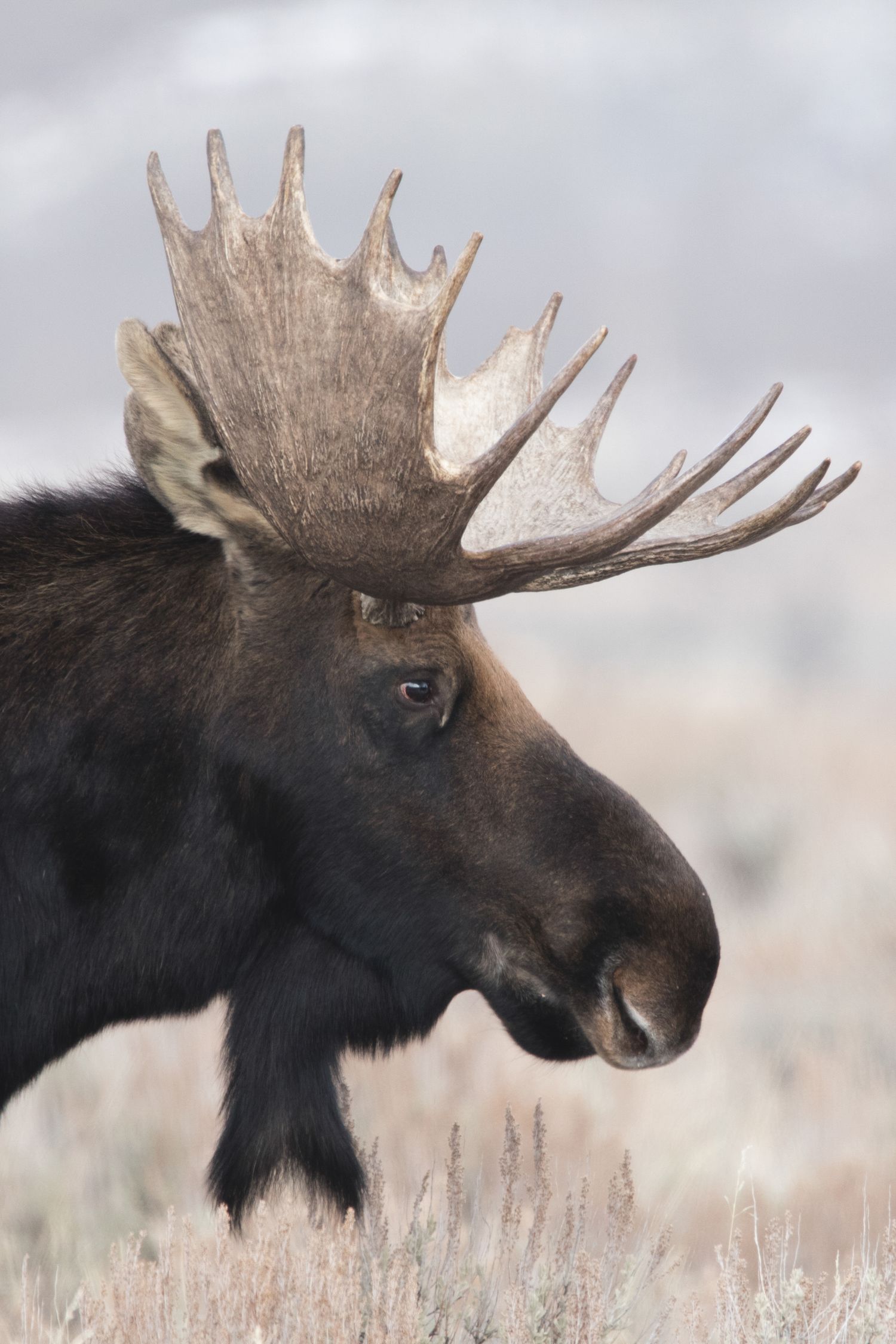 WILDLIFE - Kate Anderson Outdoor