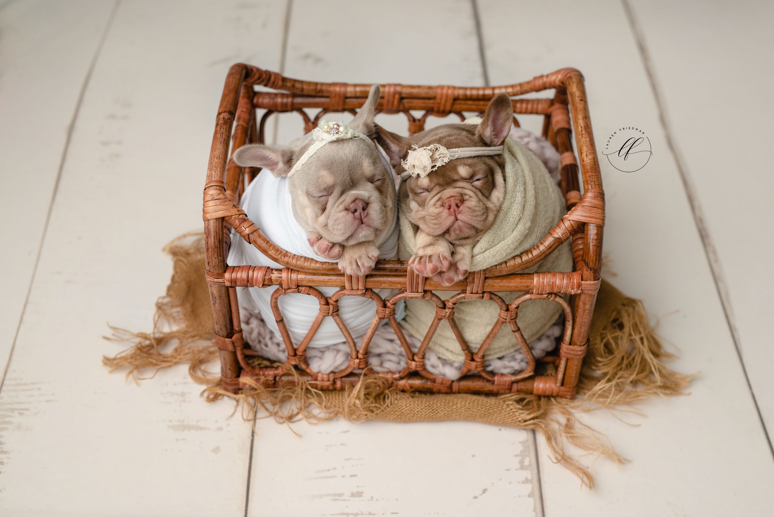 Frenchie Girls - Lauren Friedman Photos