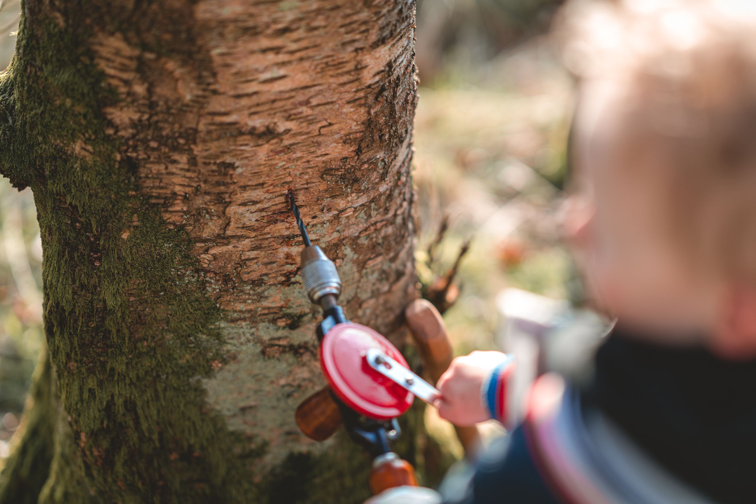 Tapping Trees for Sap - The Grizzly Forager: The Definitive Guide to ...