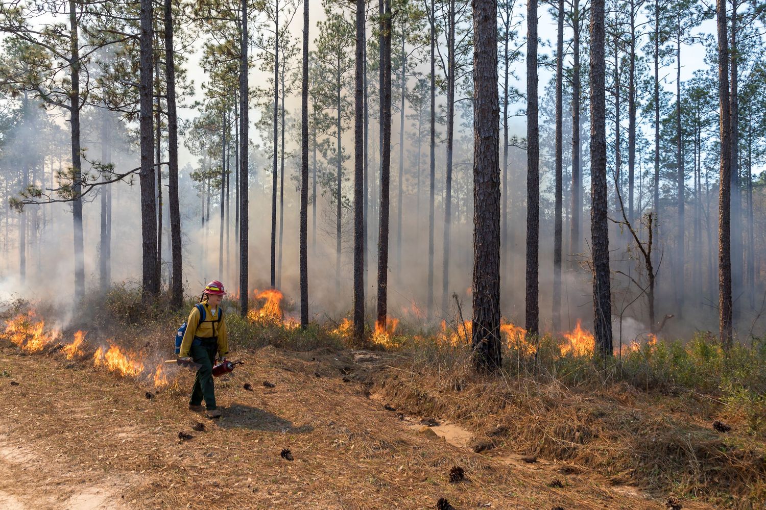 US Forest Service Controlled Burn - Carter Photography & Design