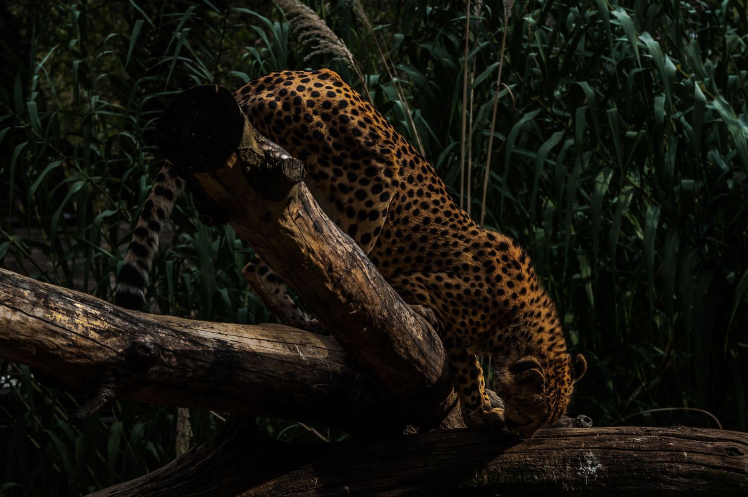 Zoo - Joshua Arlington