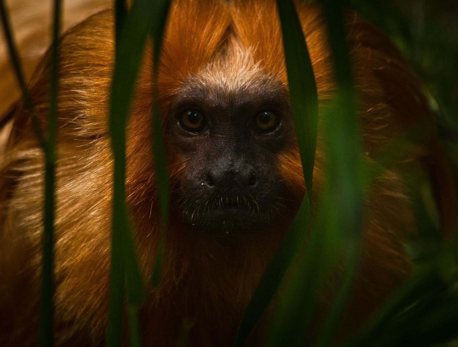 Zoo - Joshua Arlington