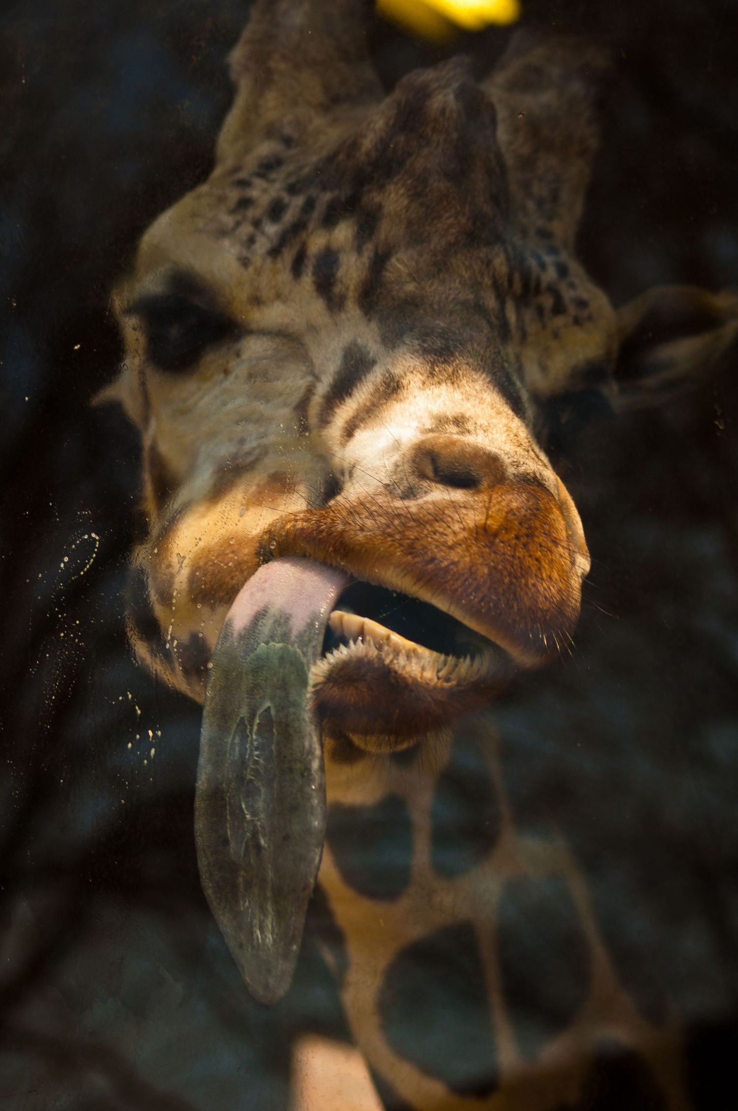 Zoo - Joshua Arlington