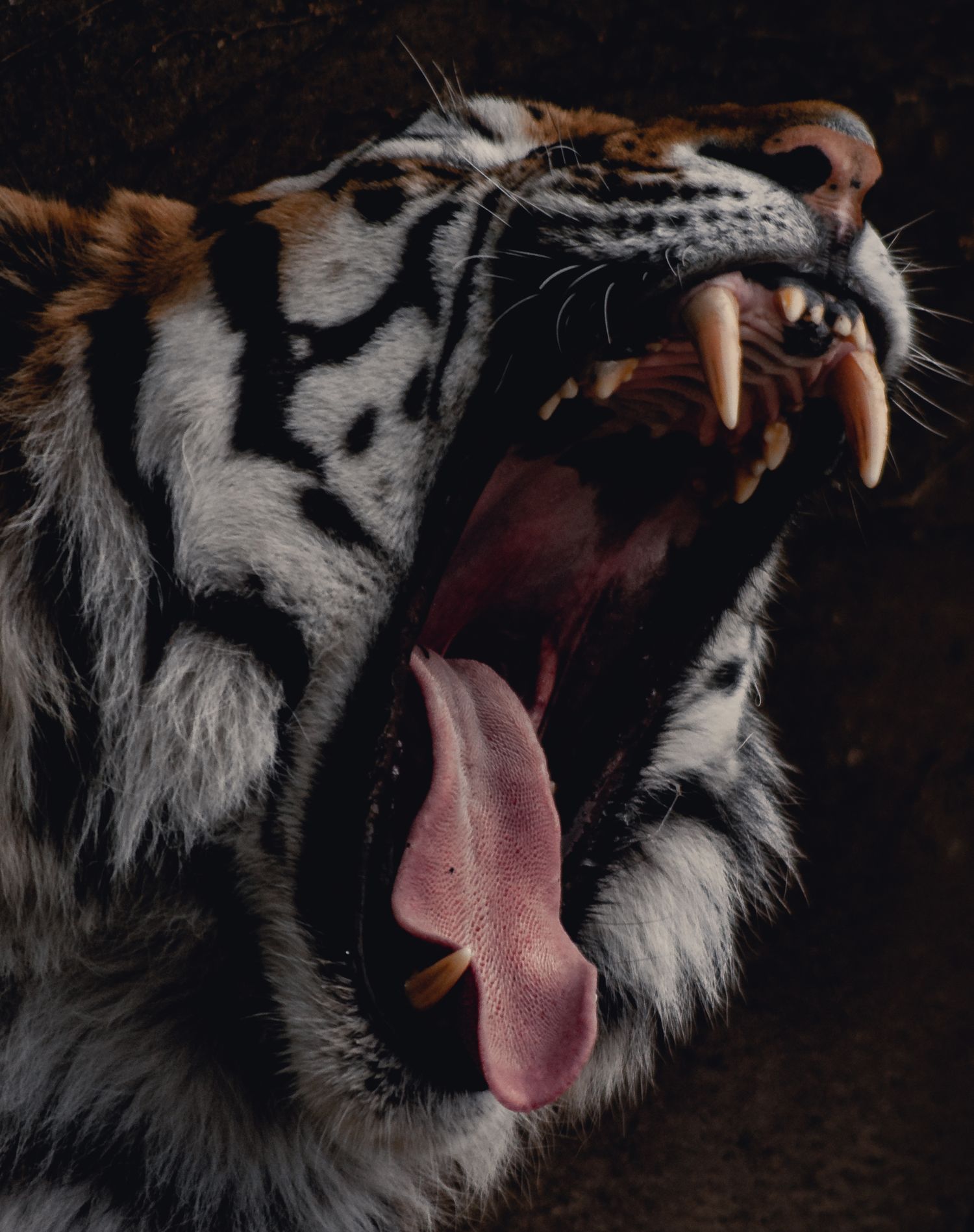 Zoo - Joshua Arlington