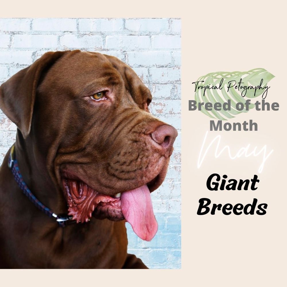 May- Breed of the month - Giant - Tropical Petography