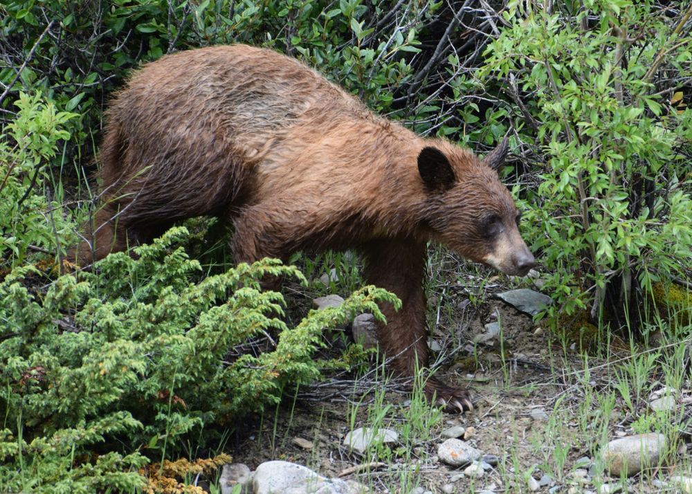 Exploring Glacier National Park: The Ultimate Guide to Drive Times and ...