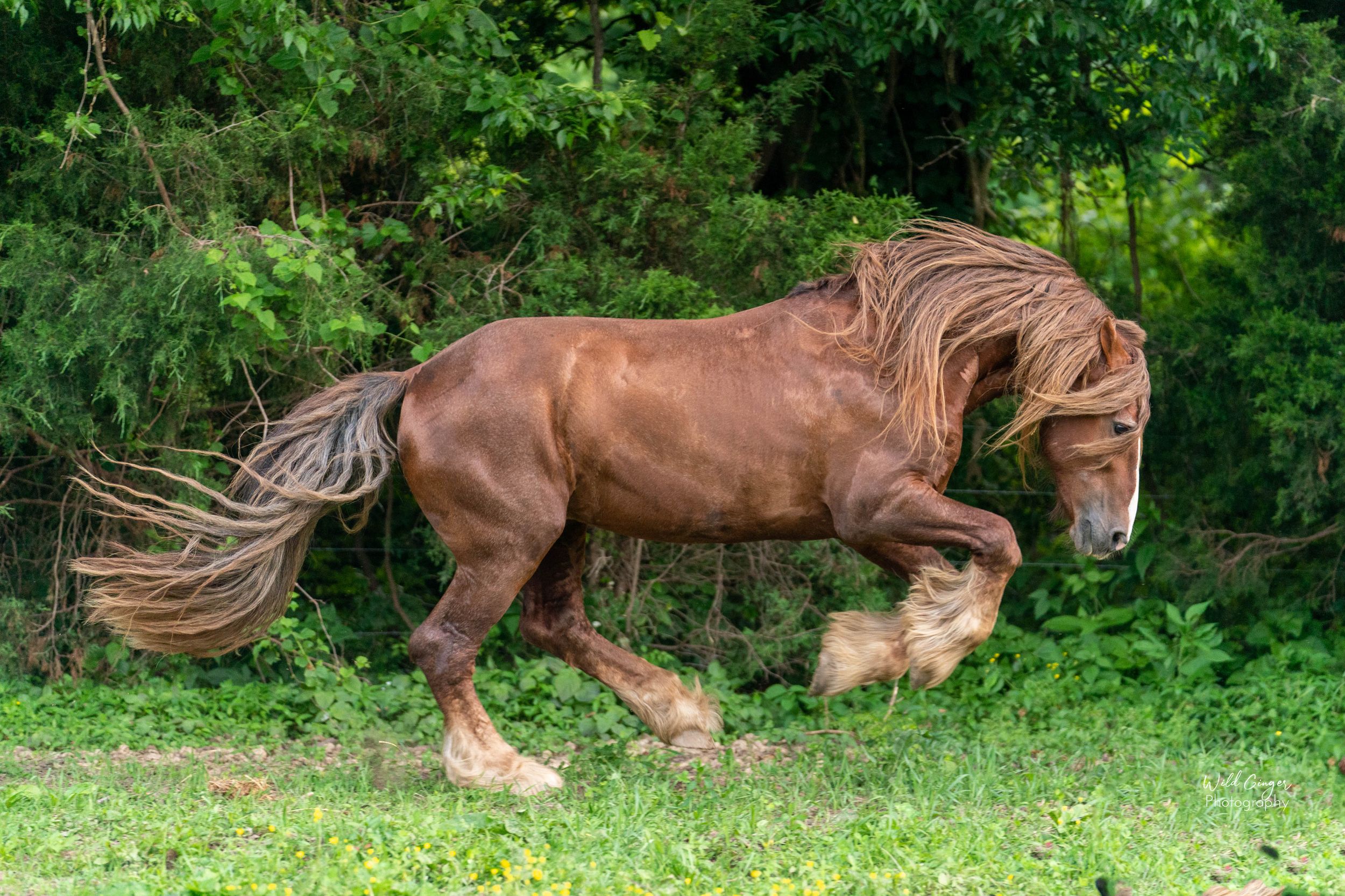 Wild Ginger Photography