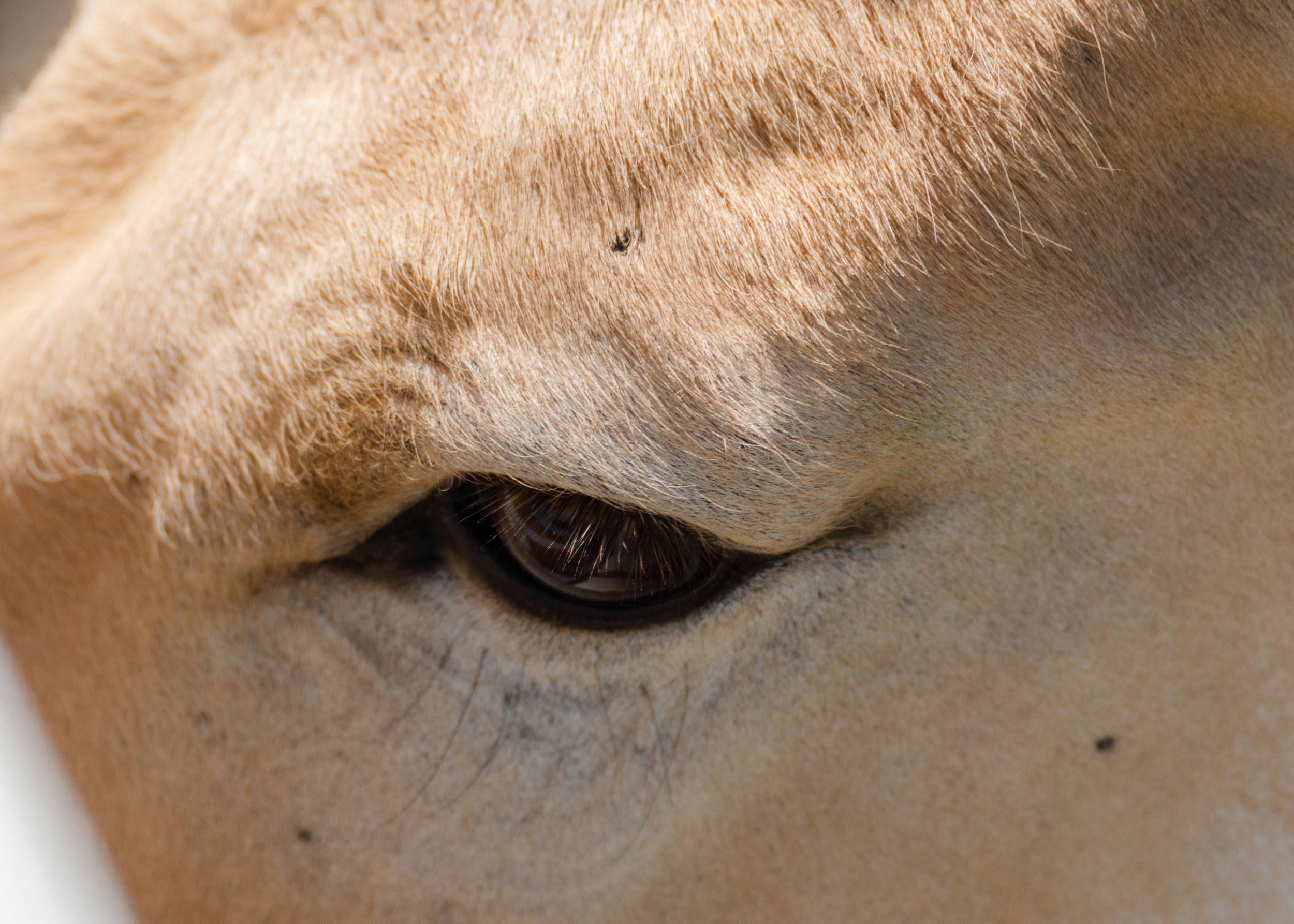 Photographing The Wilds - Katelyn Chef