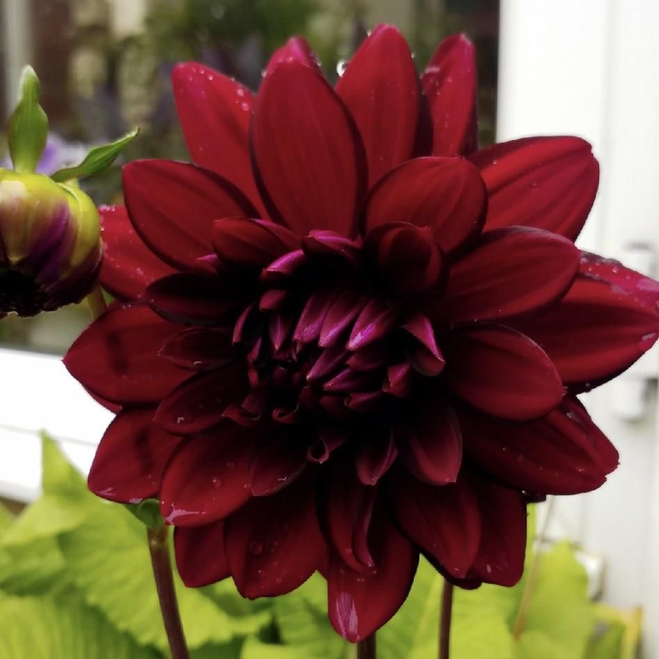 Dahlias - Ruby Moon