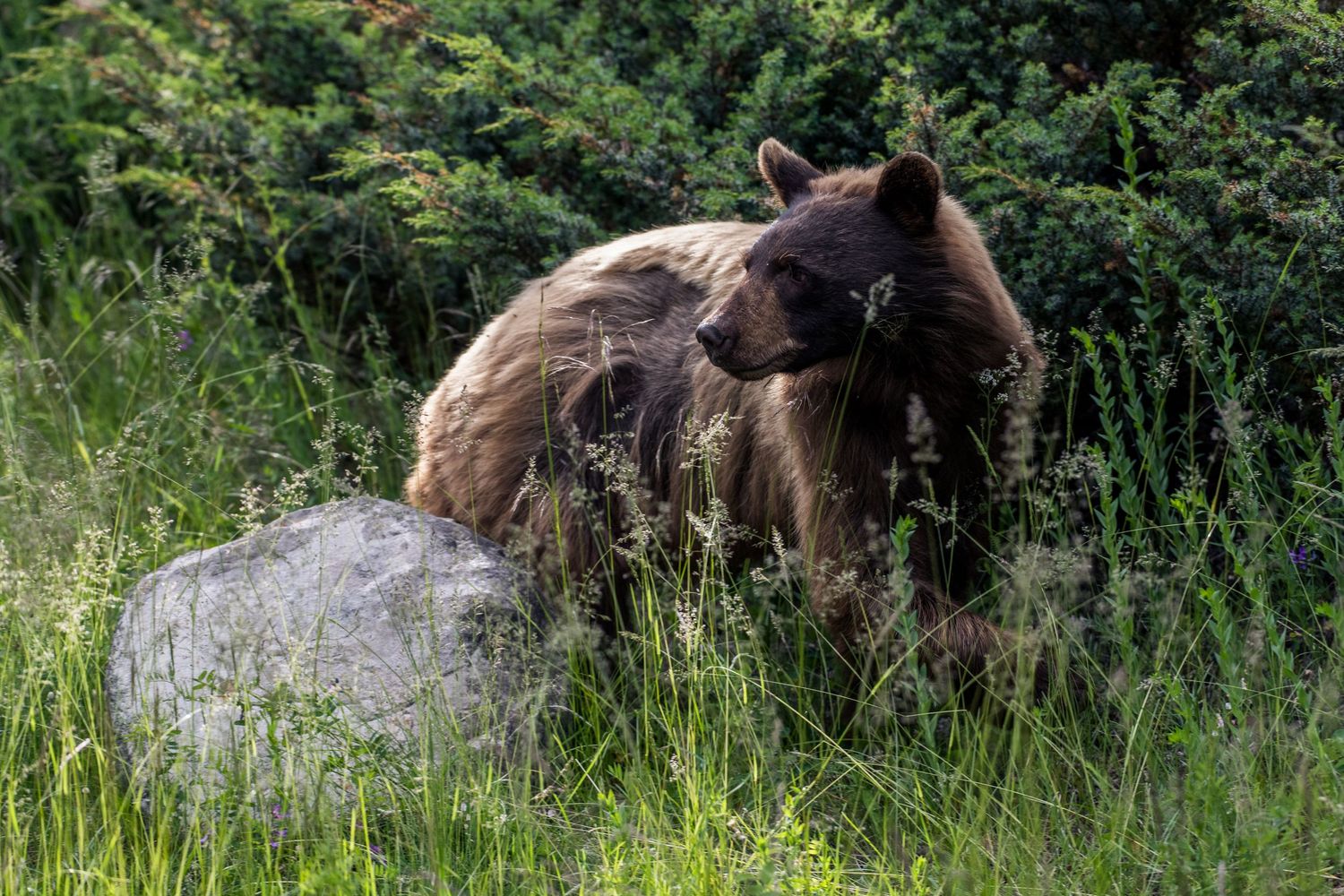 Wildlife - Michael Schutz Photography