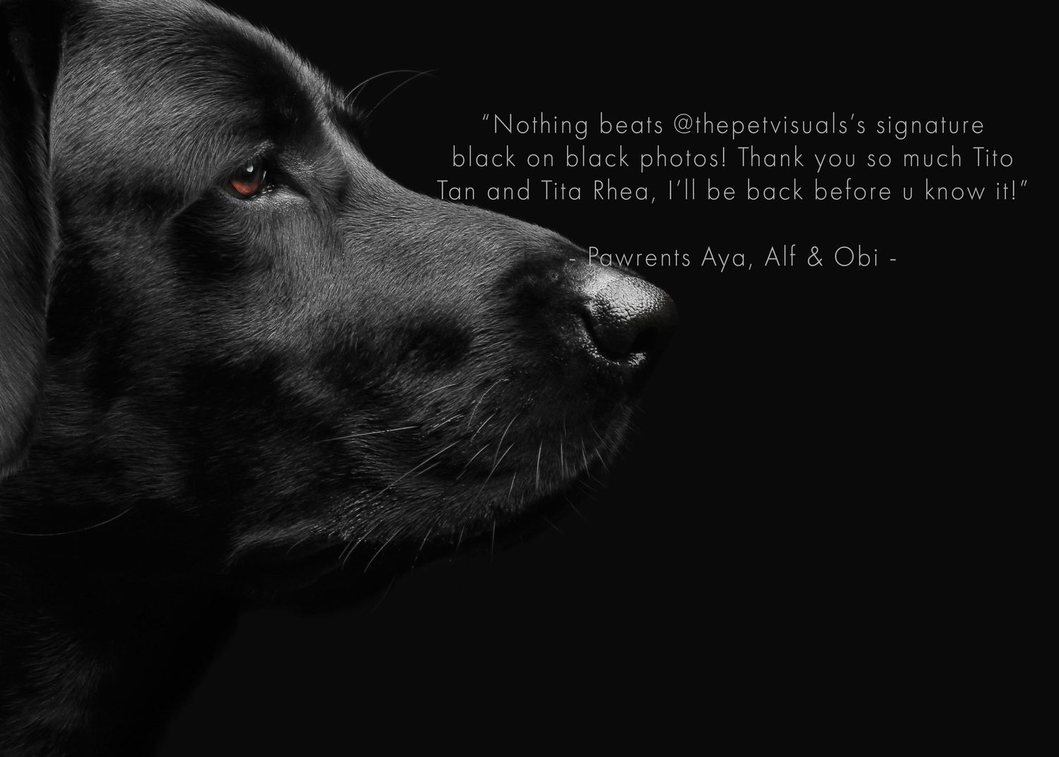 Pet Visuals | Dog Photographer Manila