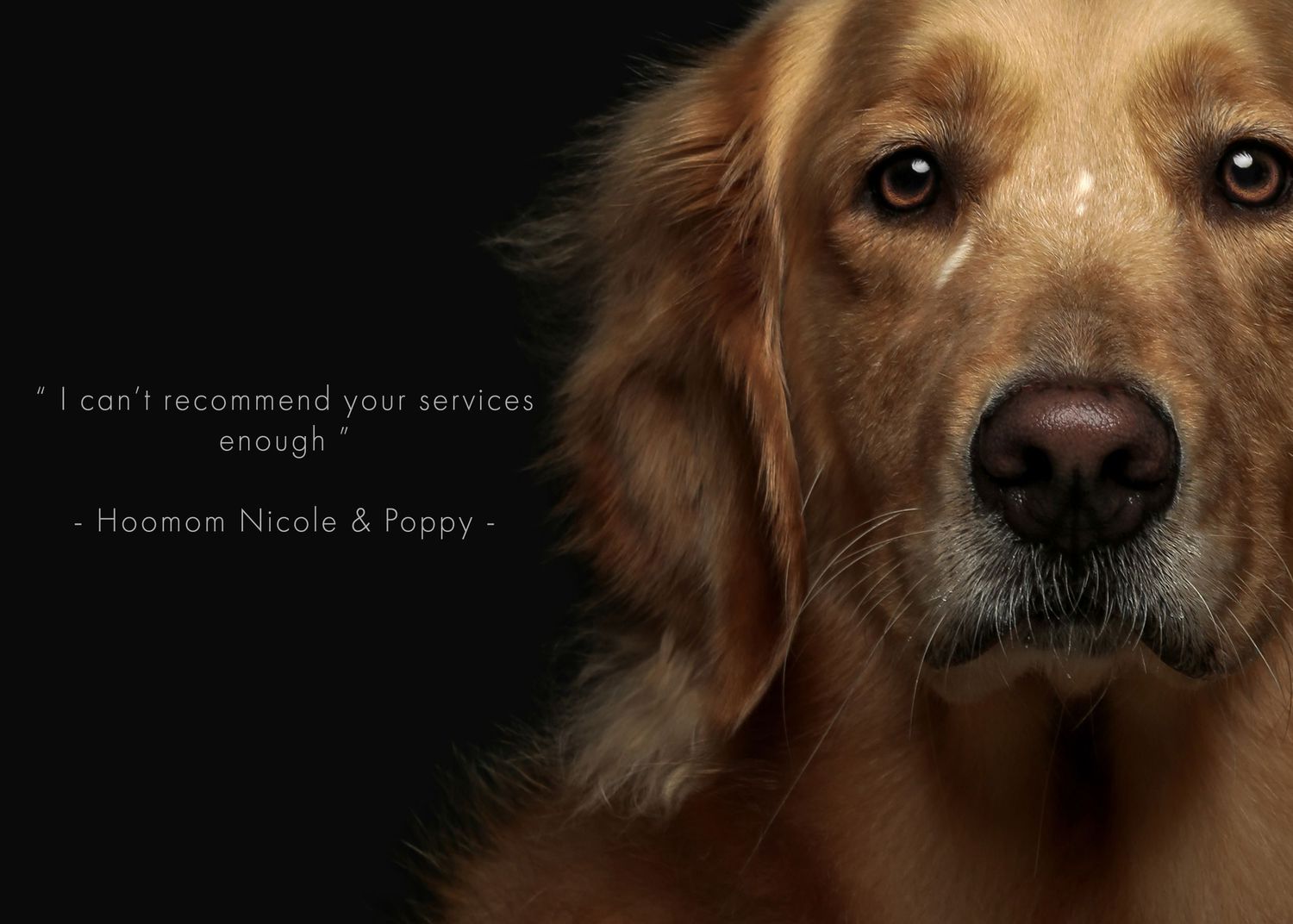 Pet Visuals | Dog Photographer Manila