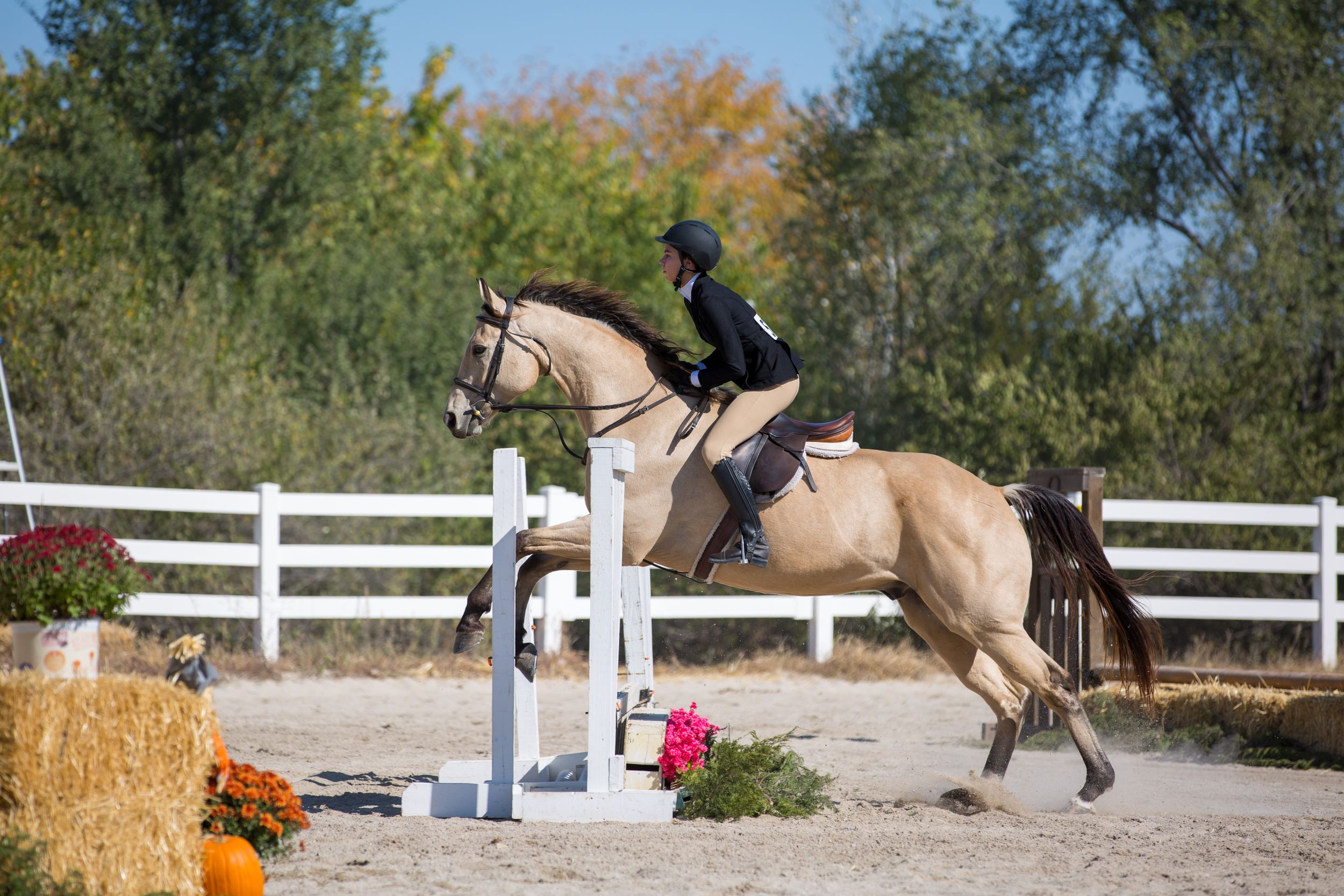 How to Become a Horse Show Photographer - HLJ Images