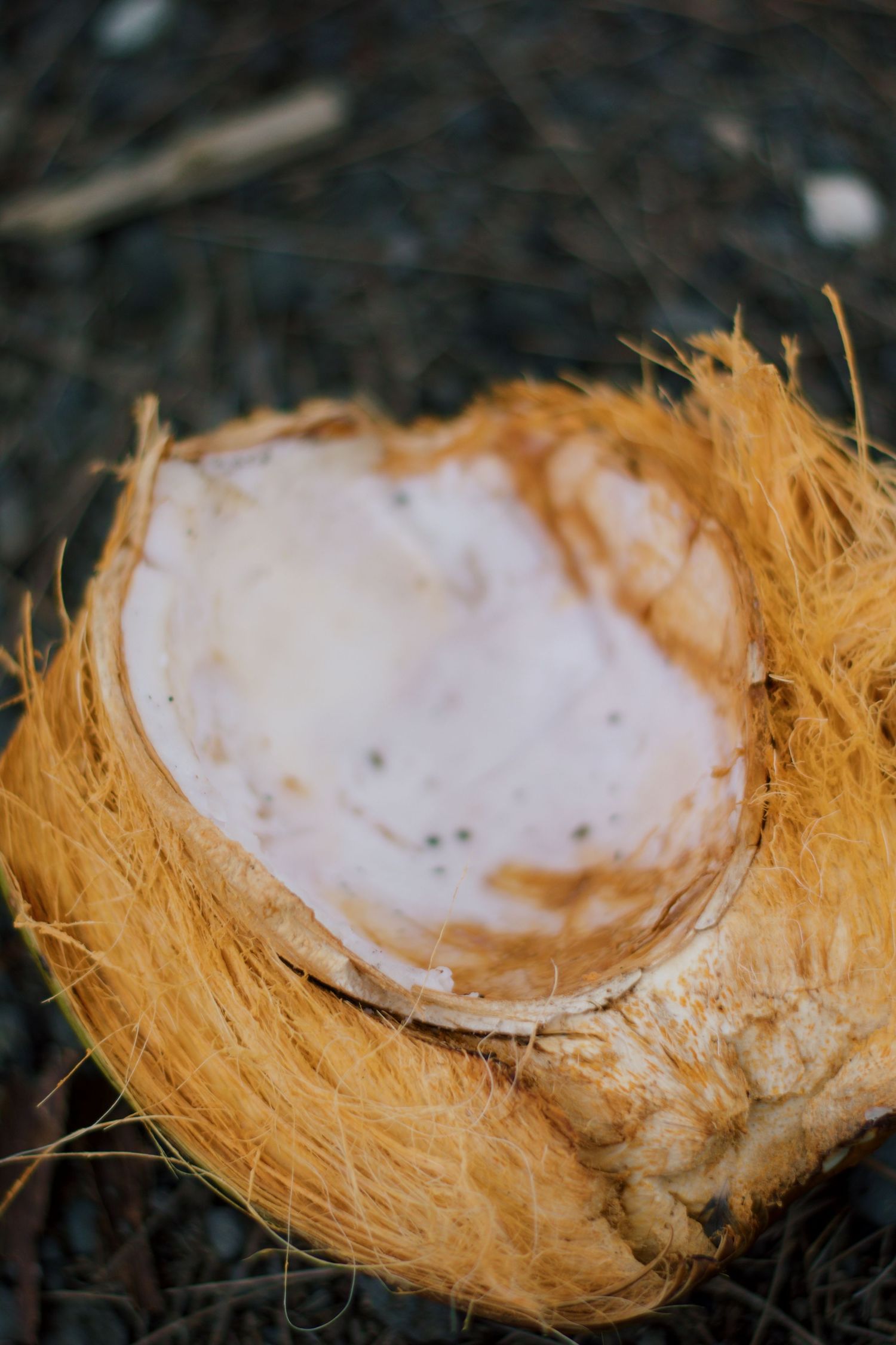 Gallery C Copy - Cass Davis Photo