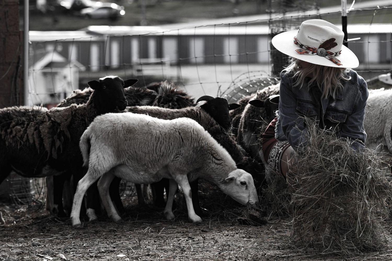 Phoenix Rising Photography