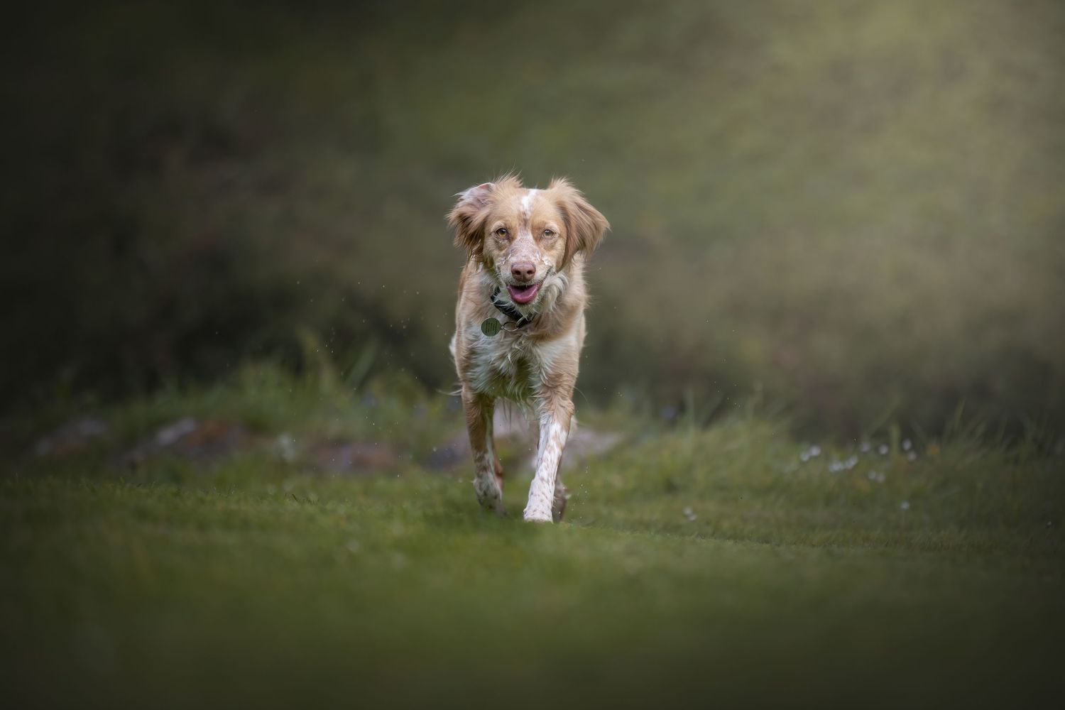 Pricing - Quality Images In Outdoor Settings - Natural Dog Photography